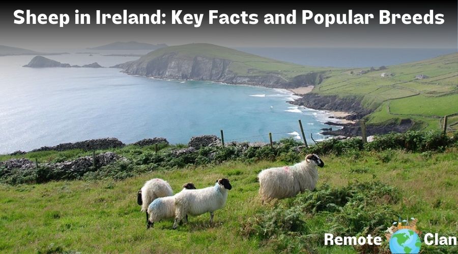 Sheep in Ireland: Key Facts and Popular Breeds