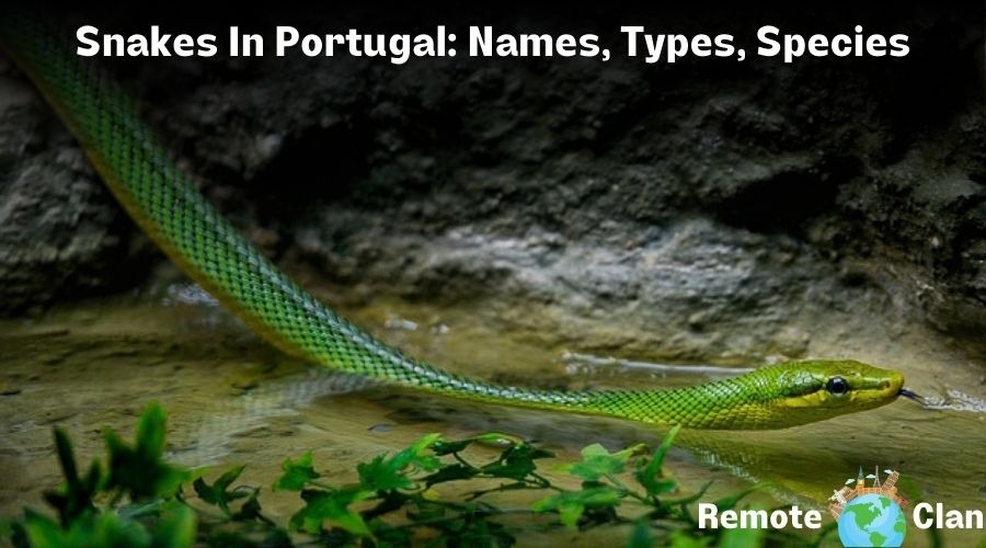 Snakes In Portugal: Names, Types, Species