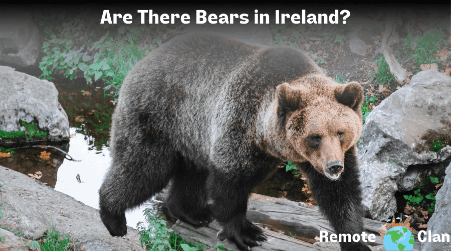 Are There Bears in Ireland?